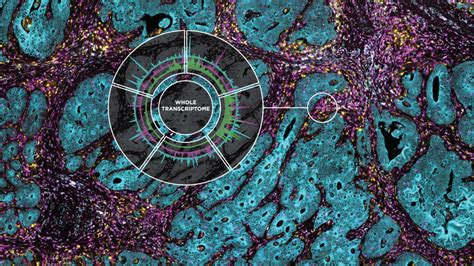 Geomx Whole Transcriptome Atlas Grant Lunenfeld Tanenbaum Research