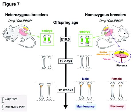 Decidual Pthrp Determines Bone Width In Progeny Mice From Breeders