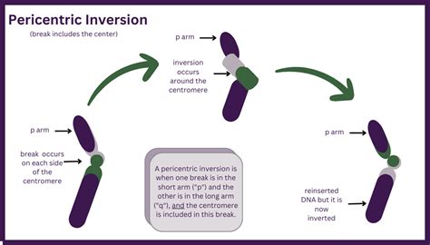 Inverted Y Chromosome Infertility Portal