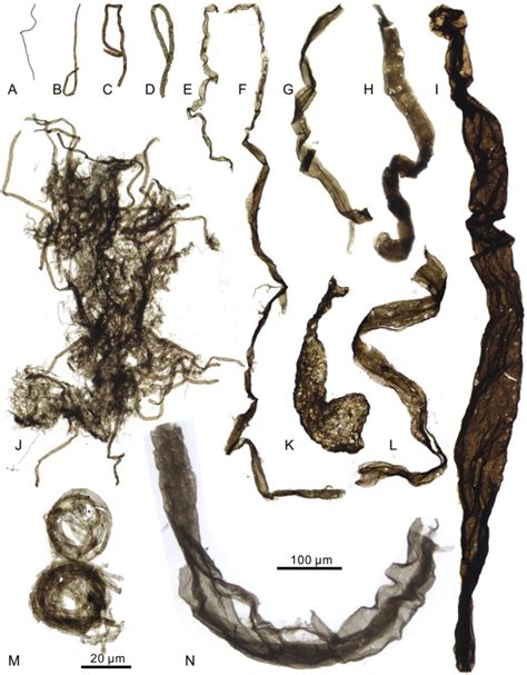 The Dragons Tales Exquisite Microfossils From Neoproterozoic China