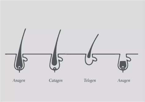 The Four Stages Of The Hair Growth Cycle Evolvh