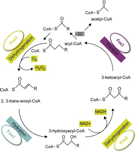 The Vlc Fa β Oxidation Pathway Overview Of The Four Step β Oxidation