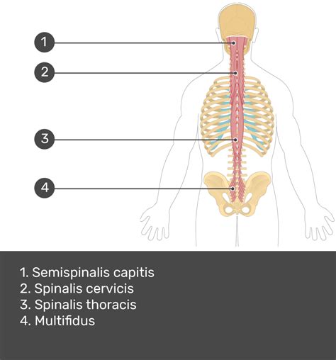 Multifidus Muscle Origin Insertion And Action Getbodysmart