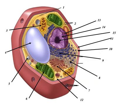 Cellular Structures And Their Functions Ppt Biological Sciences Science