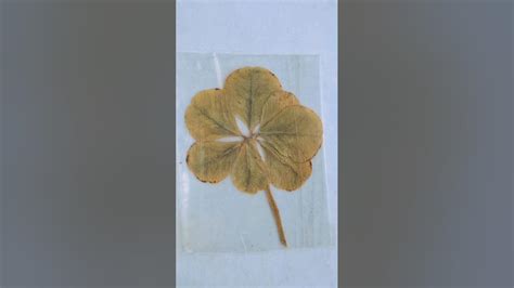 Vinnette Carrolls Birthday Patricias Museum Youtube