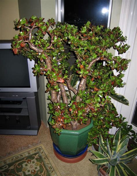 Crassula Ovata Jade Plant World Of Succulents Artofit