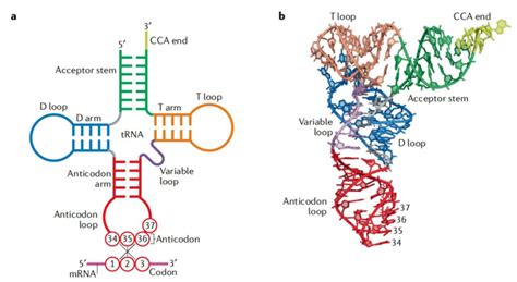 Structure Of Trna With A Labelled Diagram Trna Structure Dia