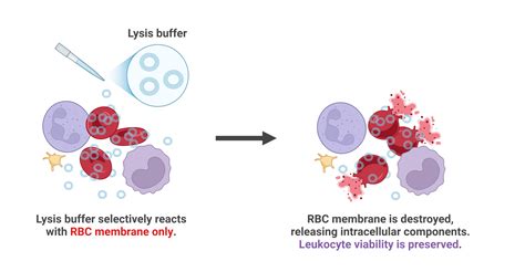 Readiuse™ Rbc Lysis Buffer Aat Bioquest
