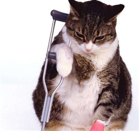 紧急情况，怎么给猫咪做人工呼吸