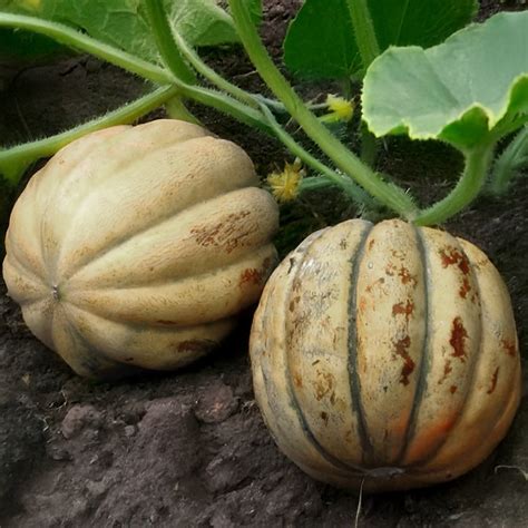 Semillas De Melon Platano O Melona Blanca Huerta Familiar
