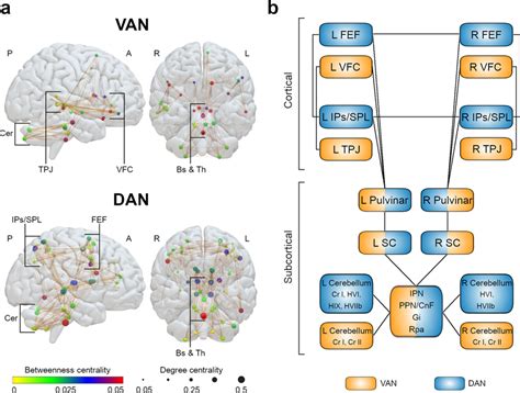 Graph Theory Analysis And Anatomical Model Of The Van And Dan A Graph Download Scientific