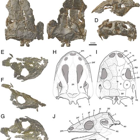 Pdf Stem Caecilian From The Triassic Of Colorado Sheds Light On The
