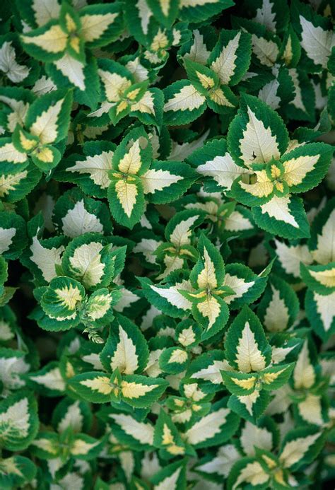 Coleus blumei – Bild kaufen – 12213983 Gartenbildagentur Friedrich Strauss