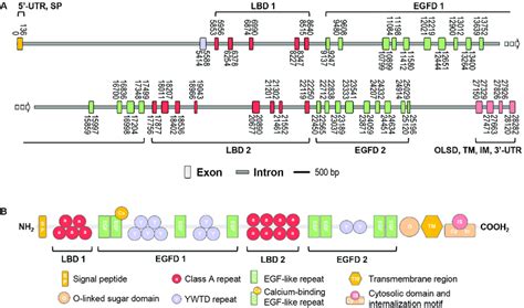 A The Schematic Diagram Of Exon Intron Organization Of Lv Vgr Gene
