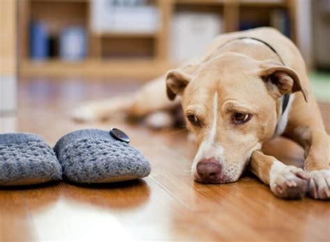 How To Deal With Separation Anxiety In Dogs Tips And Strategies Edm