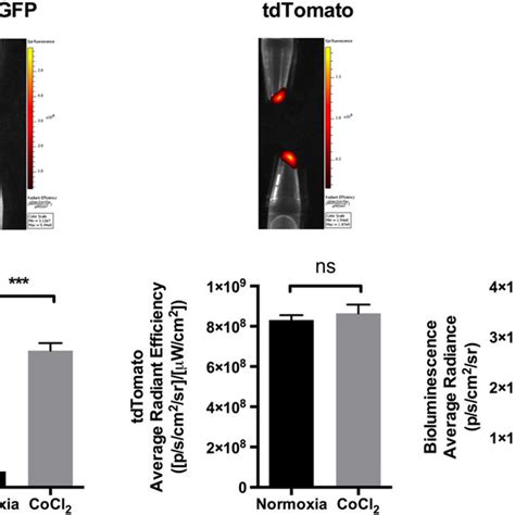 In Vitro Fluorescence Imaging And Bioluminescence Imaging Of