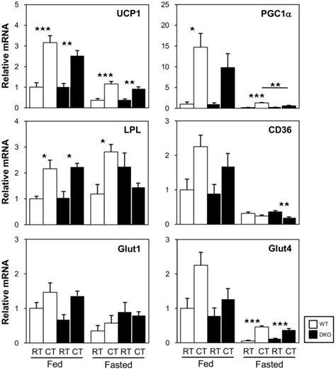 The Mice Were Maintained At Room Temperature Or In A Cold Room 4°c