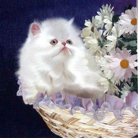 吸猫天堂 苏绣猫张云雷带你走近非遗 知乎