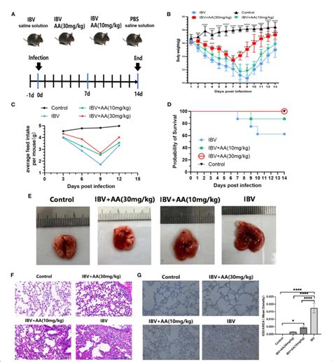 Figure Antiviral Eeects Of Atractyloside A Against Ibv Infection In