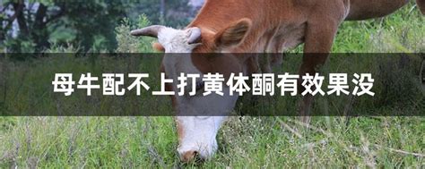 母牛配不上打黄体酮有效果没 如意谷