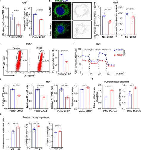ZHX2 Emerges As A Negative Regulator Of Mitochondrial Oxidative