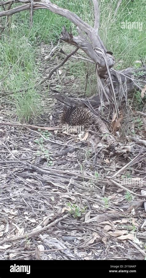 Eastern Short Beaked Echidna Tachyglossus Aculeatus Aculeatus