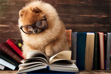 5 Best Dog Grooming Books For Professional Groomers The Academy Of