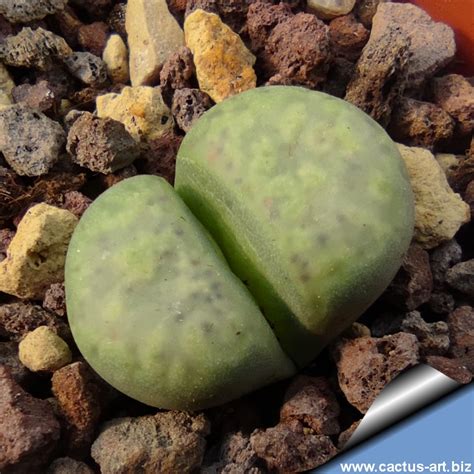 Lithops Marmorata Cv Polepsky Smaragd