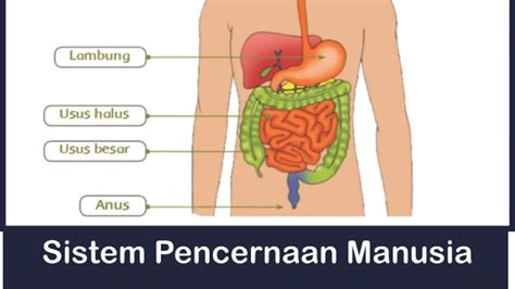 Arti Sistem Organ Homecare24