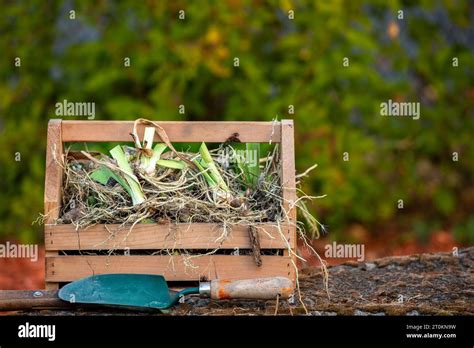 A Basket Full Of Newly Divided Garden Iris Bulb Rhizomes With Roots