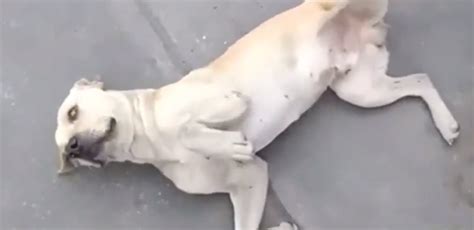 Randy El Perro Que Impidió Un Asalto En Gasolinera De Tamaulipas Recibe Ahora Trato De Héroe