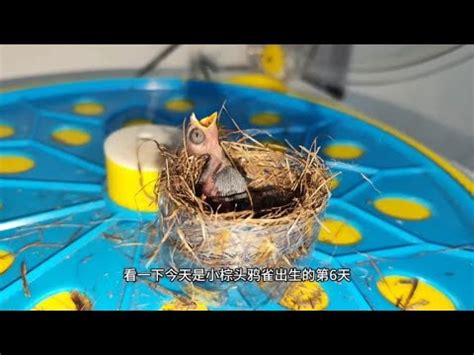 棕頭鴉雀出生的第6天眼睛終於睜開了 YouTube