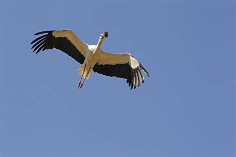 흰 황새 Ciconia Ciconia 비행 중 성인 프랑스의 알자스 0명에 대한 스톡 사진 및 기타 이미지 0명 깃털