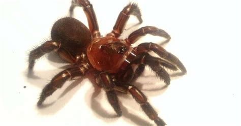 Terrifying Trapdoor Spider With Giant Fangs Discovered And Its Bite
