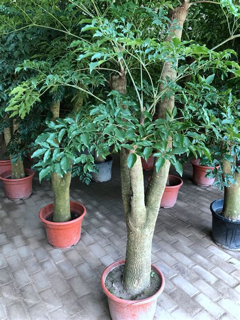 幸福树盆栽 大叶幌伞枫 菜豆树 接骨凉伞 绿宝 园艺绿化花卉盆栽 阿里巴巴