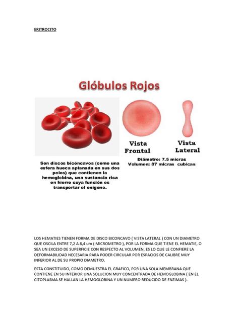 Eritrocito 2 Descargar Gratis Pdf Glóbulo Rojo Hemoglobina