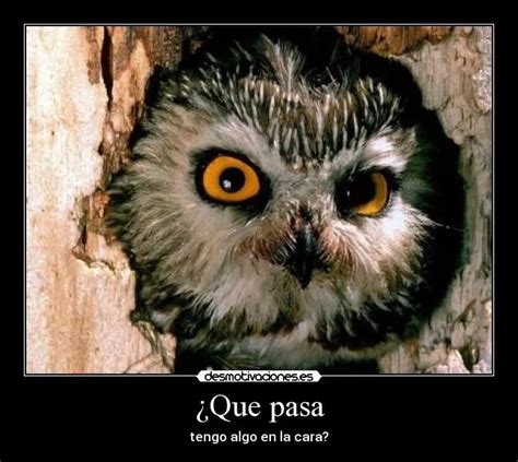 Imágenes De Búhos Con Frases 7 Fotos E Imágenes Gratis Imagui