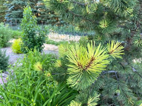 Evergreens For Your Gardens Unique Characteristics That Wow