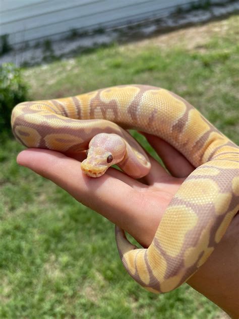 Candy Ball Python By Mb Exotics Morphmarket