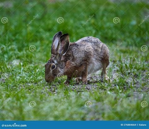 Wild Adult Hare In The Forest Stock Photo Image Of Europaeus Hare