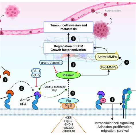 Schematic Of The Urokinase Plasminogen Activator Upa System Pro Upa