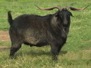 Goat Breeds Flashcards Quizlet