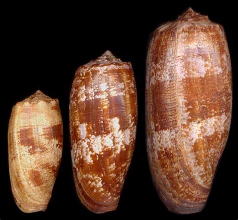 17 Best Images About Conus Shells On Pinterest Bohol Sea Shells And