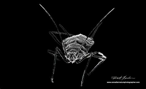 Scanning Electron Microscpy Photography By Robert Berdan The Canadian
