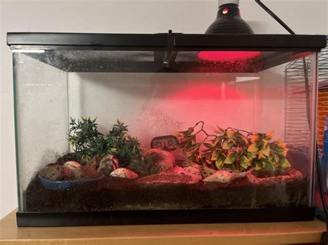 Why Dont My Crabs Move Much Rhermitcrabs