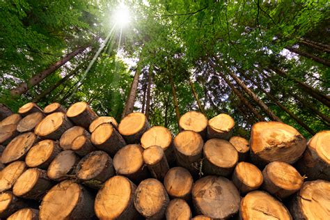 What Is The Difference Between Timber Lumber And Wood