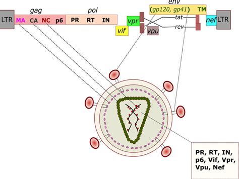 A Cartoon Depiction Of The Hiv 1 Particle And A Schematic Download