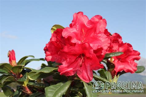 Рододендрон Скарлет Вондер, Rhododendron Scarlet Wonder ціна, купити ...