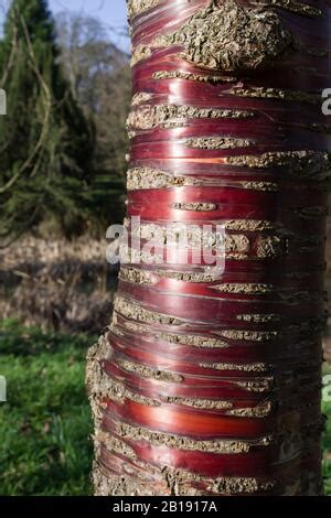 Prunus Serrula An Ornamental Tree With Distinctive Red Shiny Bark Also Known As The Tibetan