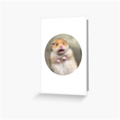 Scared Hamster Sticker Greeting Card By Pizzaisdope Redbubble